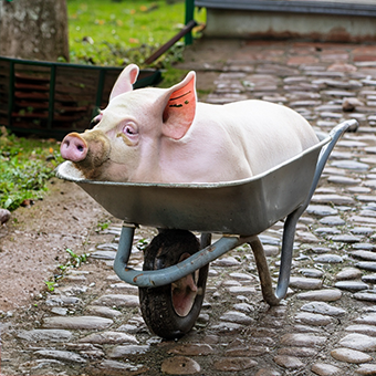 Garry Vass: THE PIG WAS FINALLY DEAD